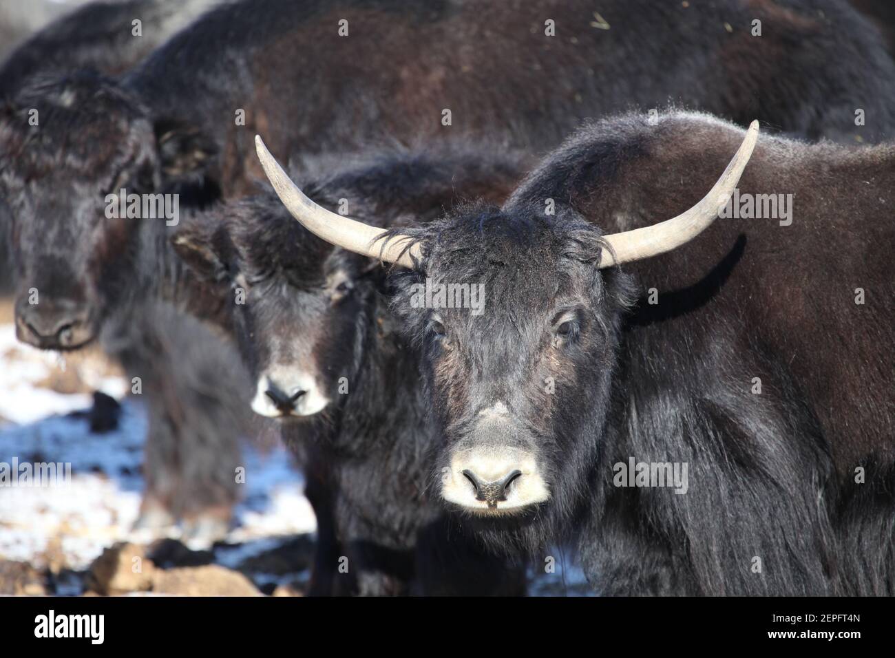 Xinjiang,CHINA-Yaks herd at the foot of Tianshan mountain in Hami ...