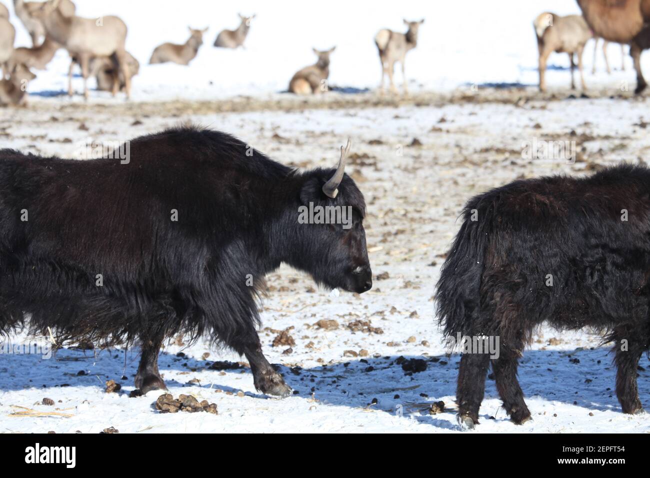 Xinjiang,CHINA-Yaks herd at the foot of Tianshan mountain in Hami ...
