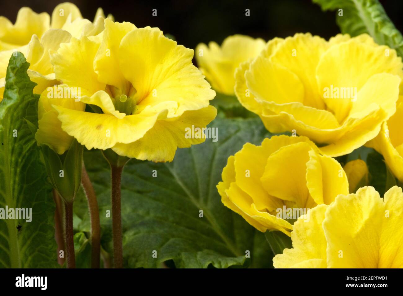 Low maintenance garden rose hi-res stock photography and images - Alamy