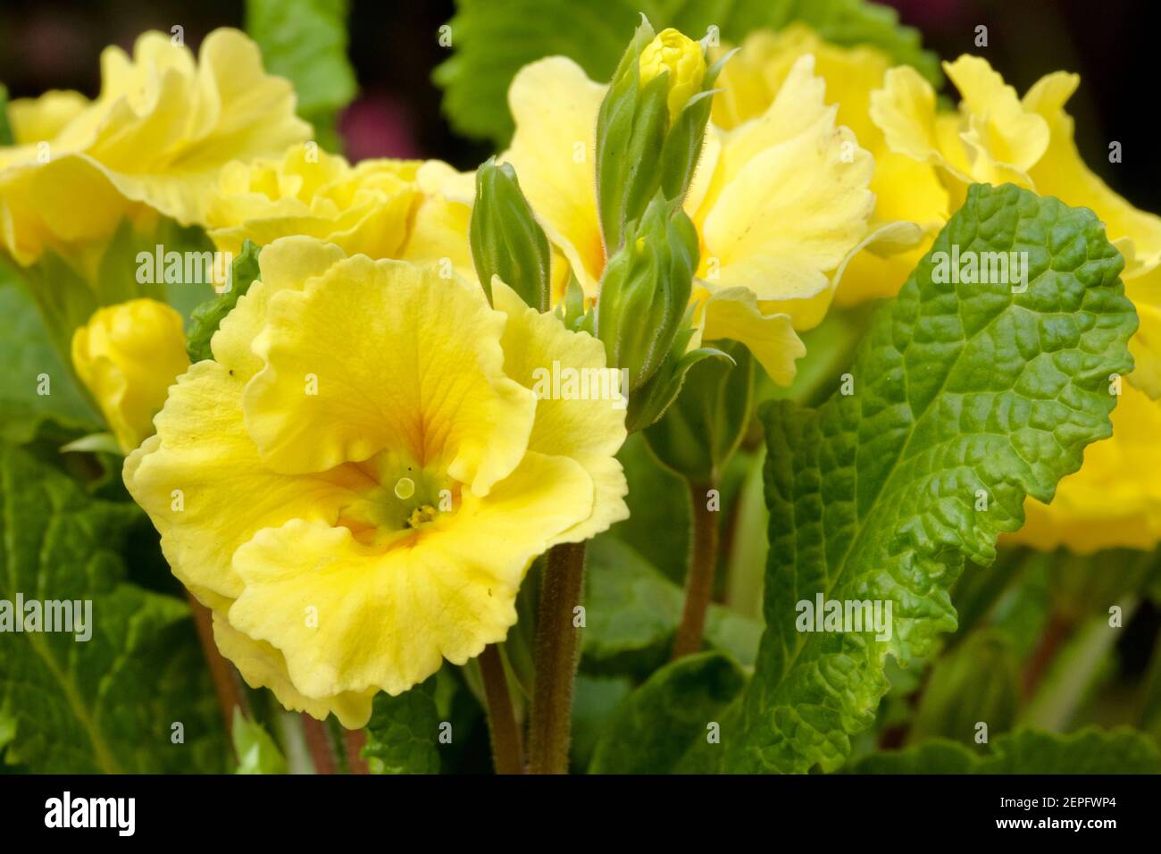 Low maintenance garden rose hi-res stock photography and images - Alamy