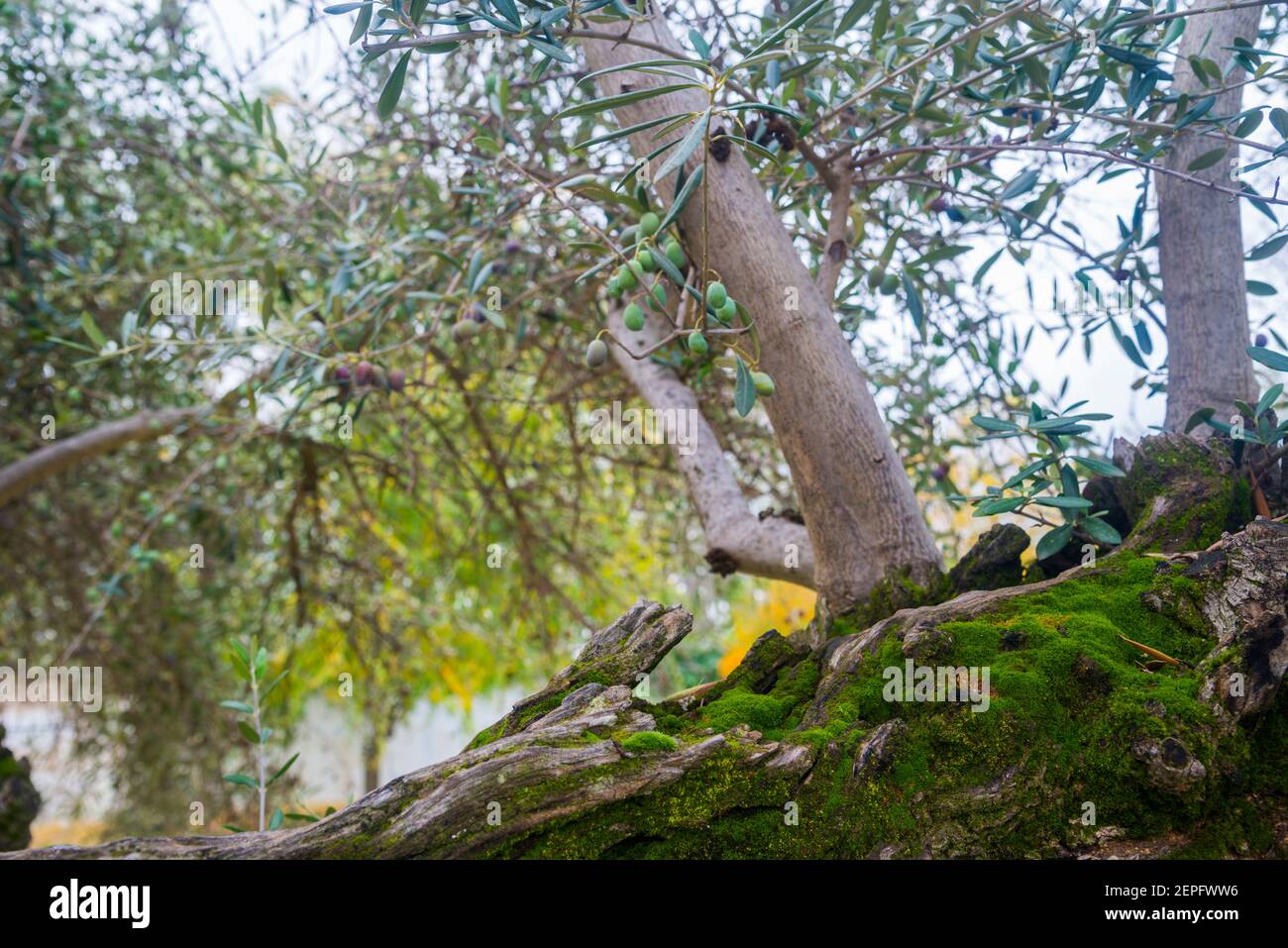 Cultivo de oliva hi-res stock photography and images - Alamy