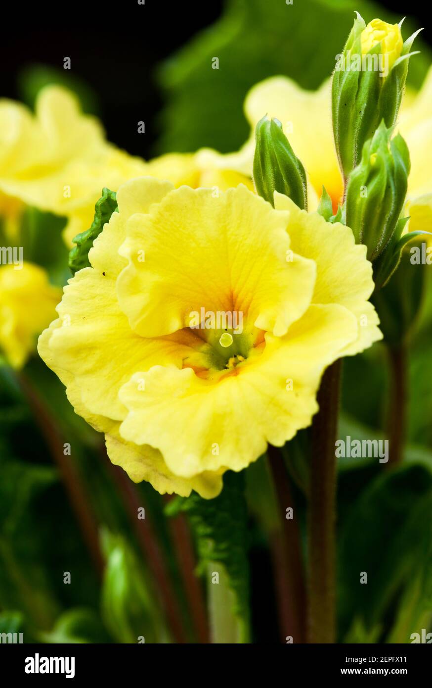 Yellow patio rose hi-res stock photography and images - Alamy