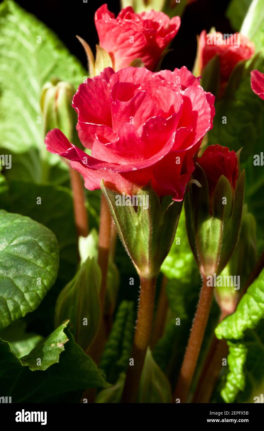 Primula ‘Primlet Pink Shades’ Stock Photo - Alamy