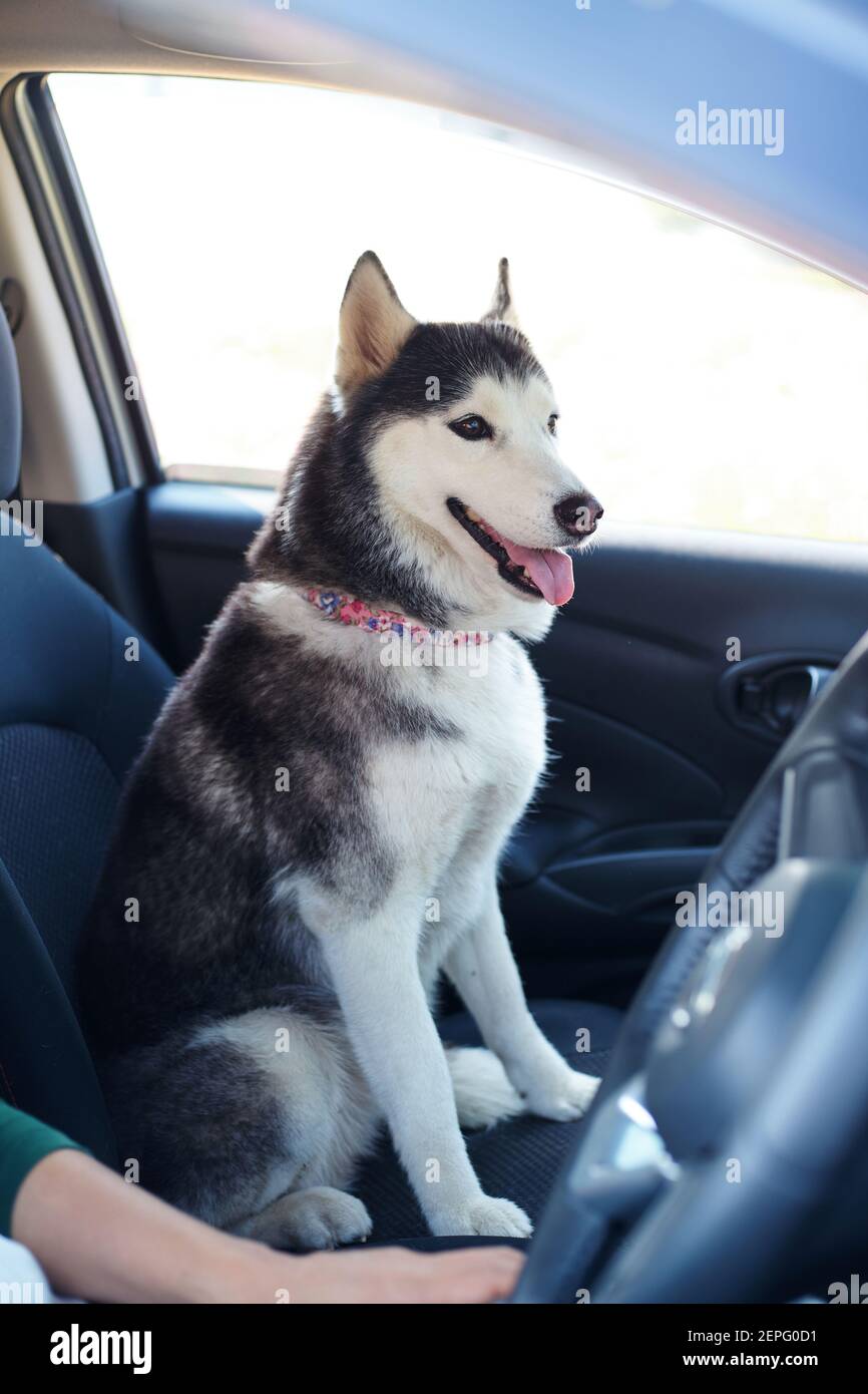 Siberian Husky in the road trip Stock Photo - Alamy