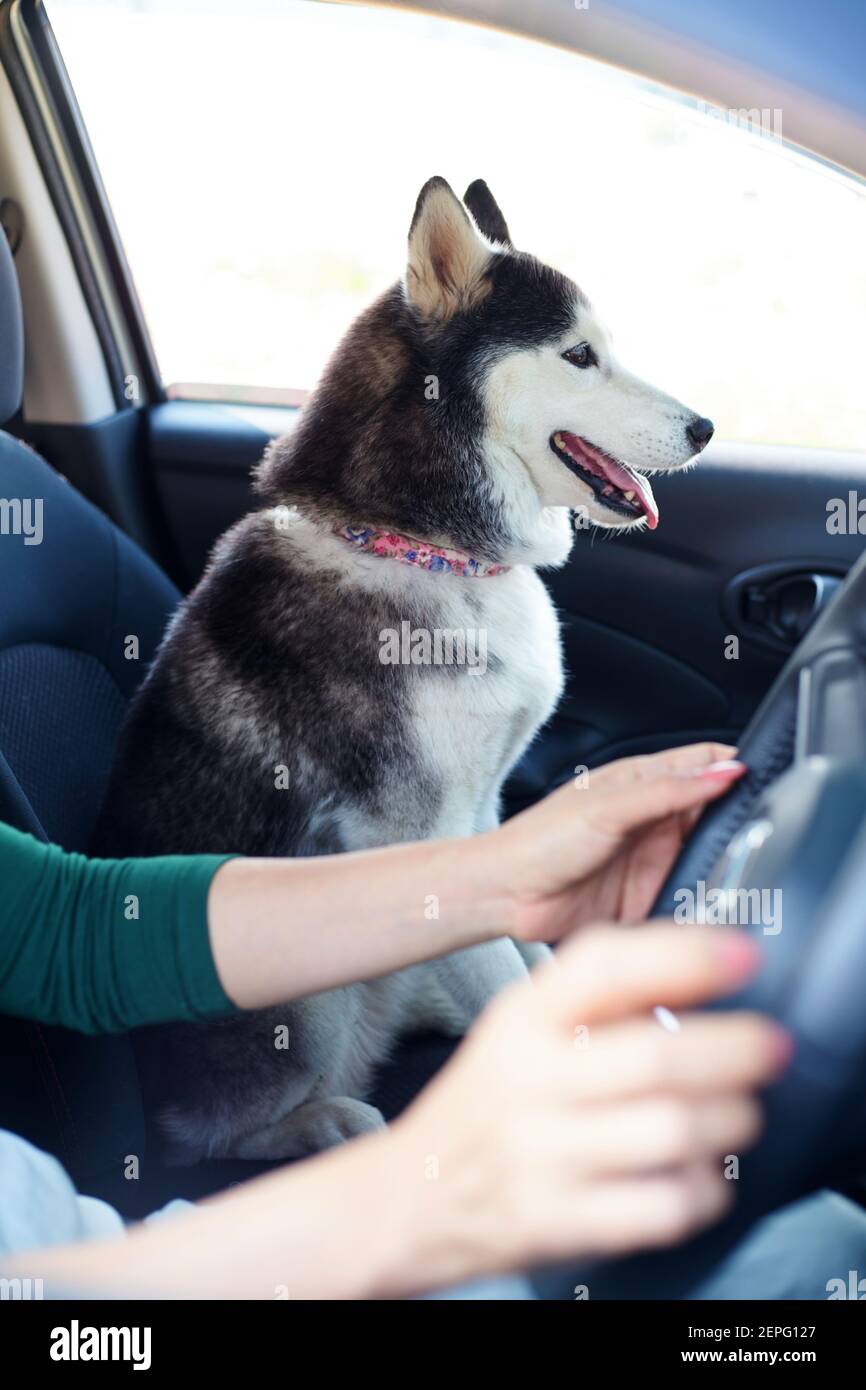 Siberian Husky in the road trip Stock Photo - Alamy