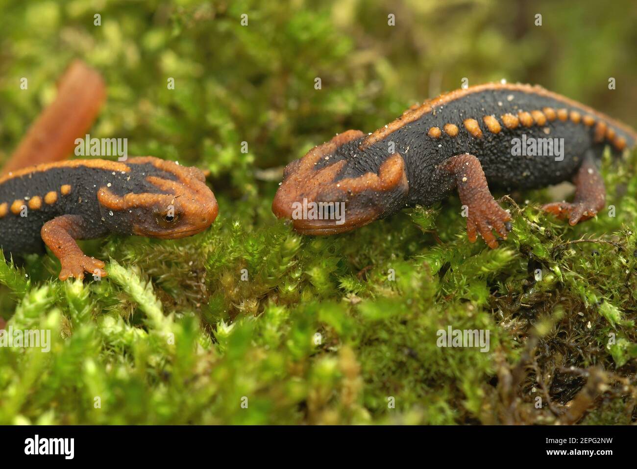 Two juveniles of the Mandarin newt , Tylototriton verrucosus on green ...