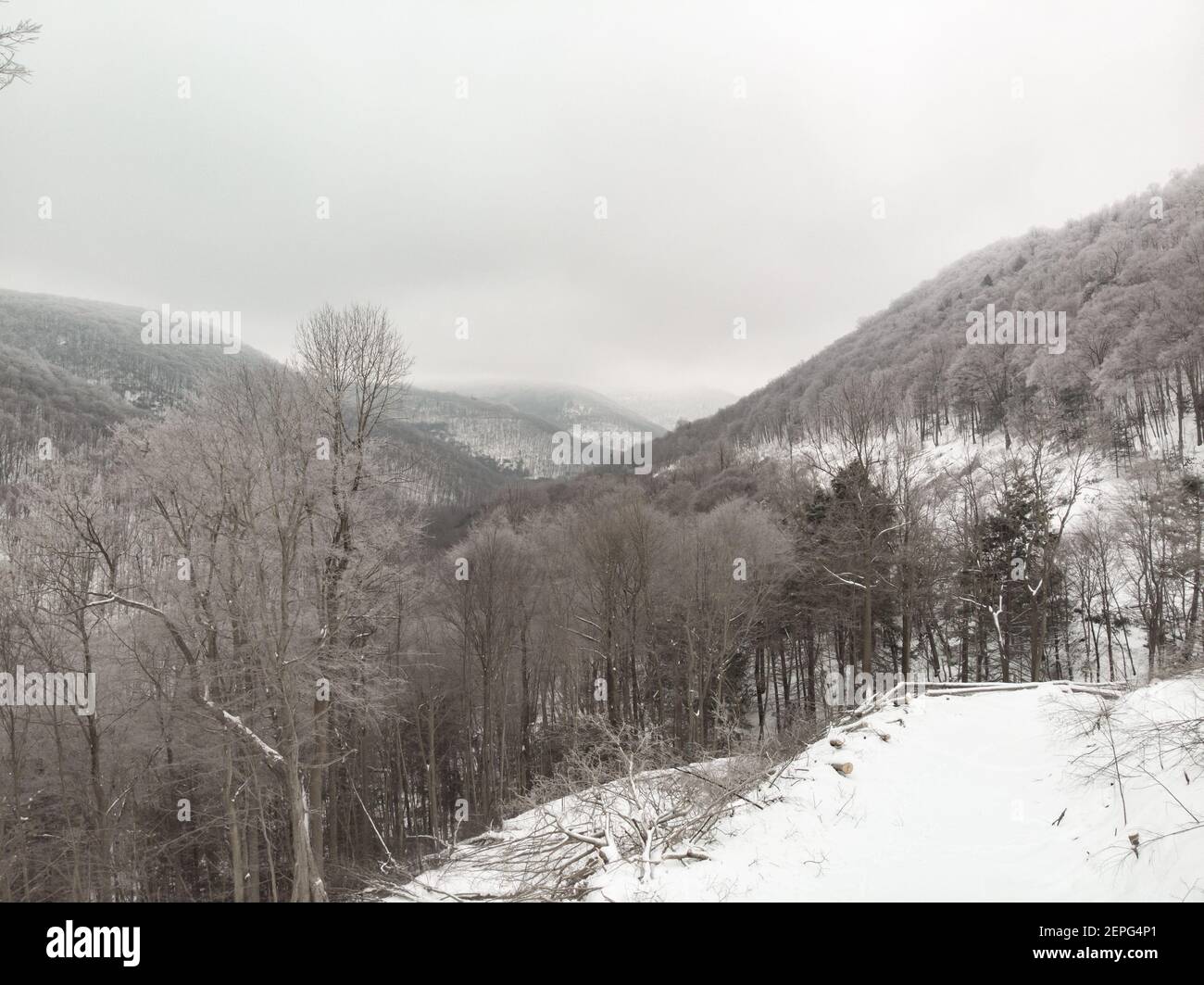 Opening in forest aerial hi-res stock photography and images - Alamy