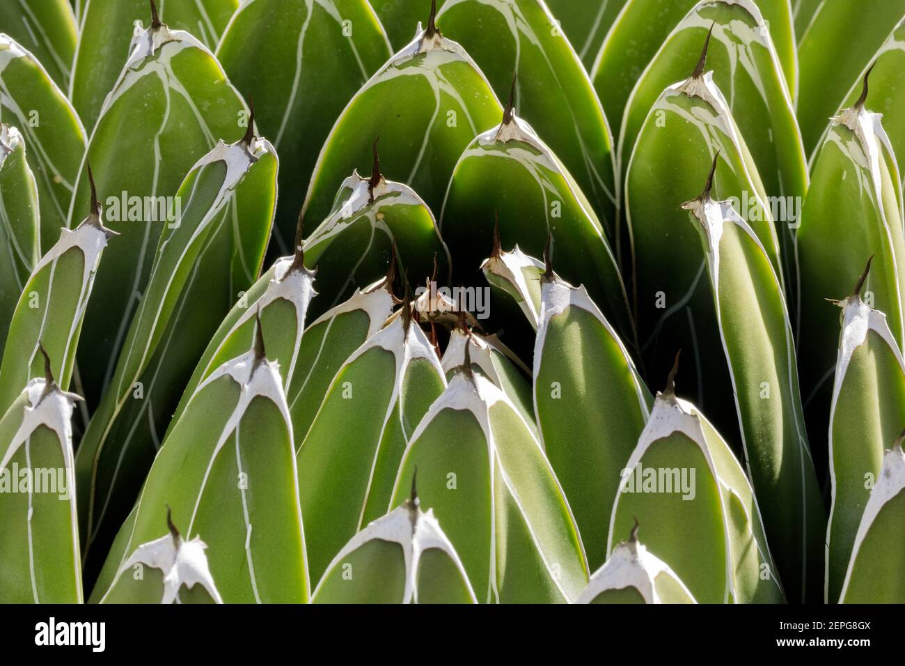 Agave top view hi-res stock photography and images - Alamy