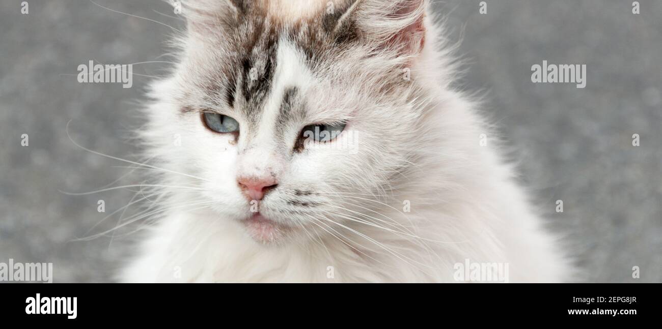 Fluffy banner hi-res stock photography and images - Alamy