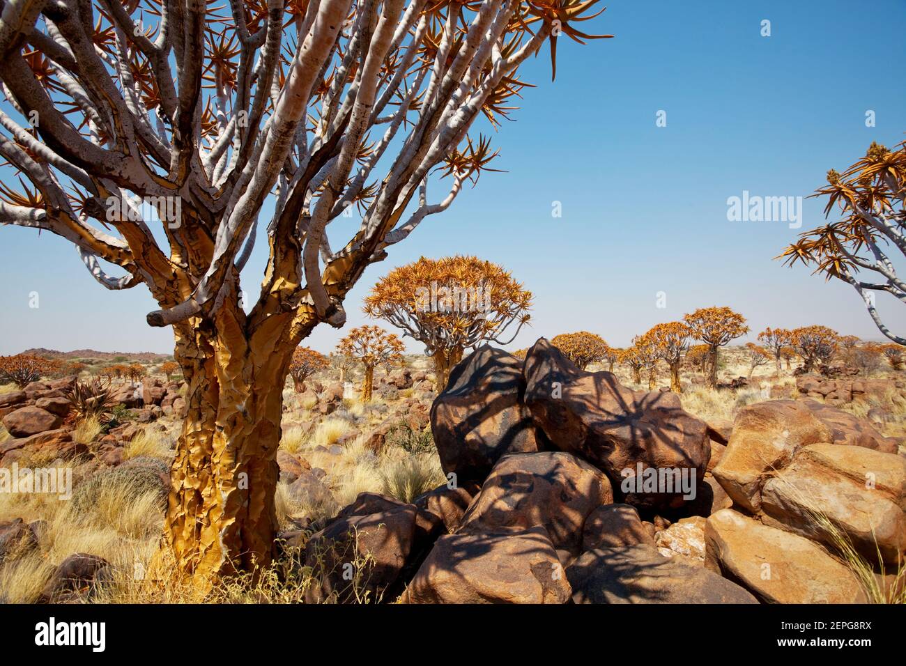 Quiver tree in african desert. Namibia, Africa Stock Photo - Alamy