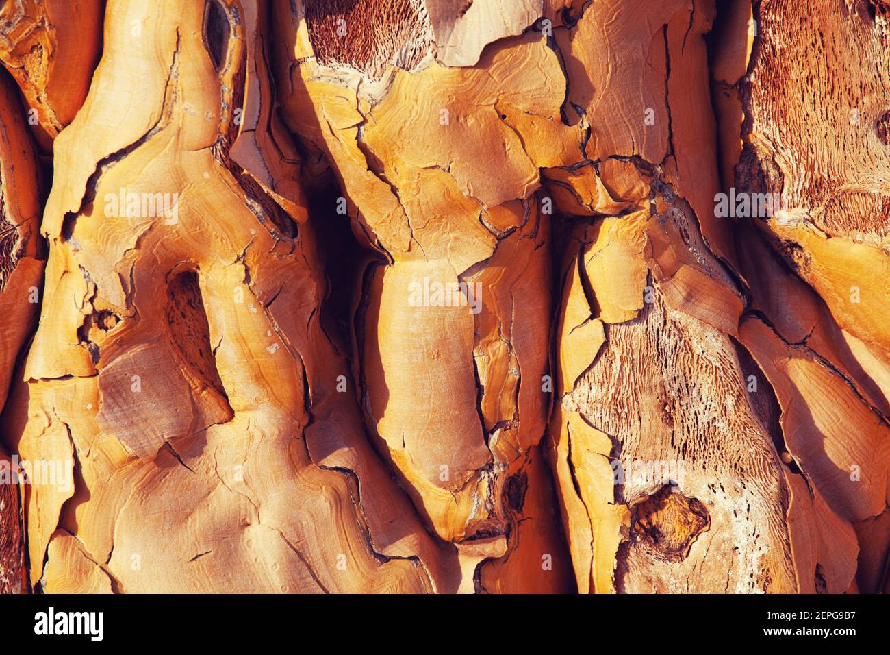 Brown wood texture background, araucaria cortex Stock Photo - Alamy