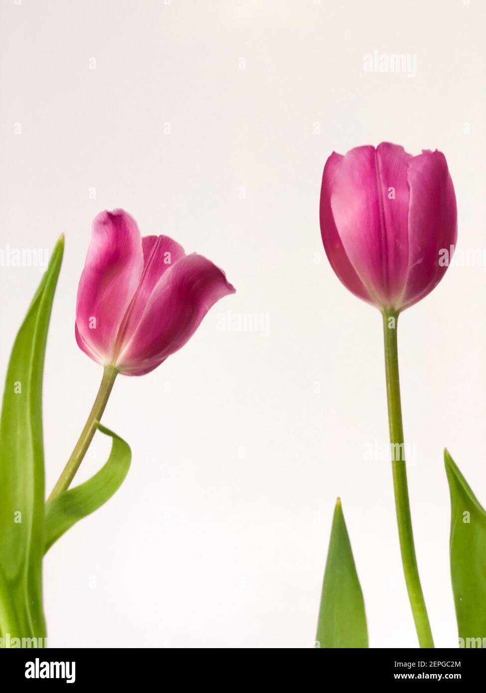 Close up fresh Tulips isolated on white background Stock Photo - Alamy