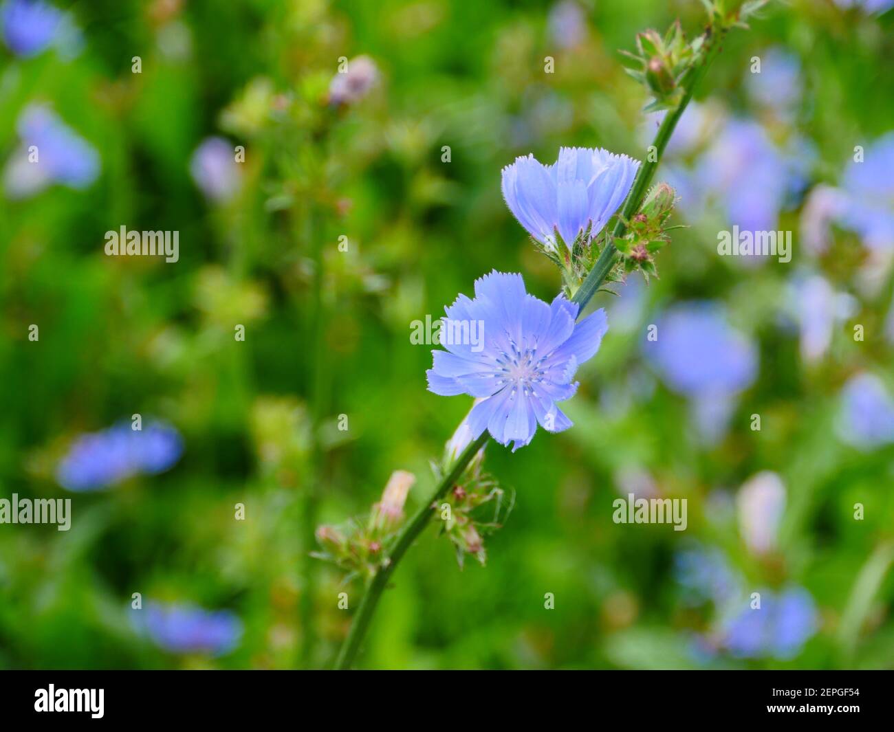 Delicate blue flowers hi-res stock photography and images - Alamy