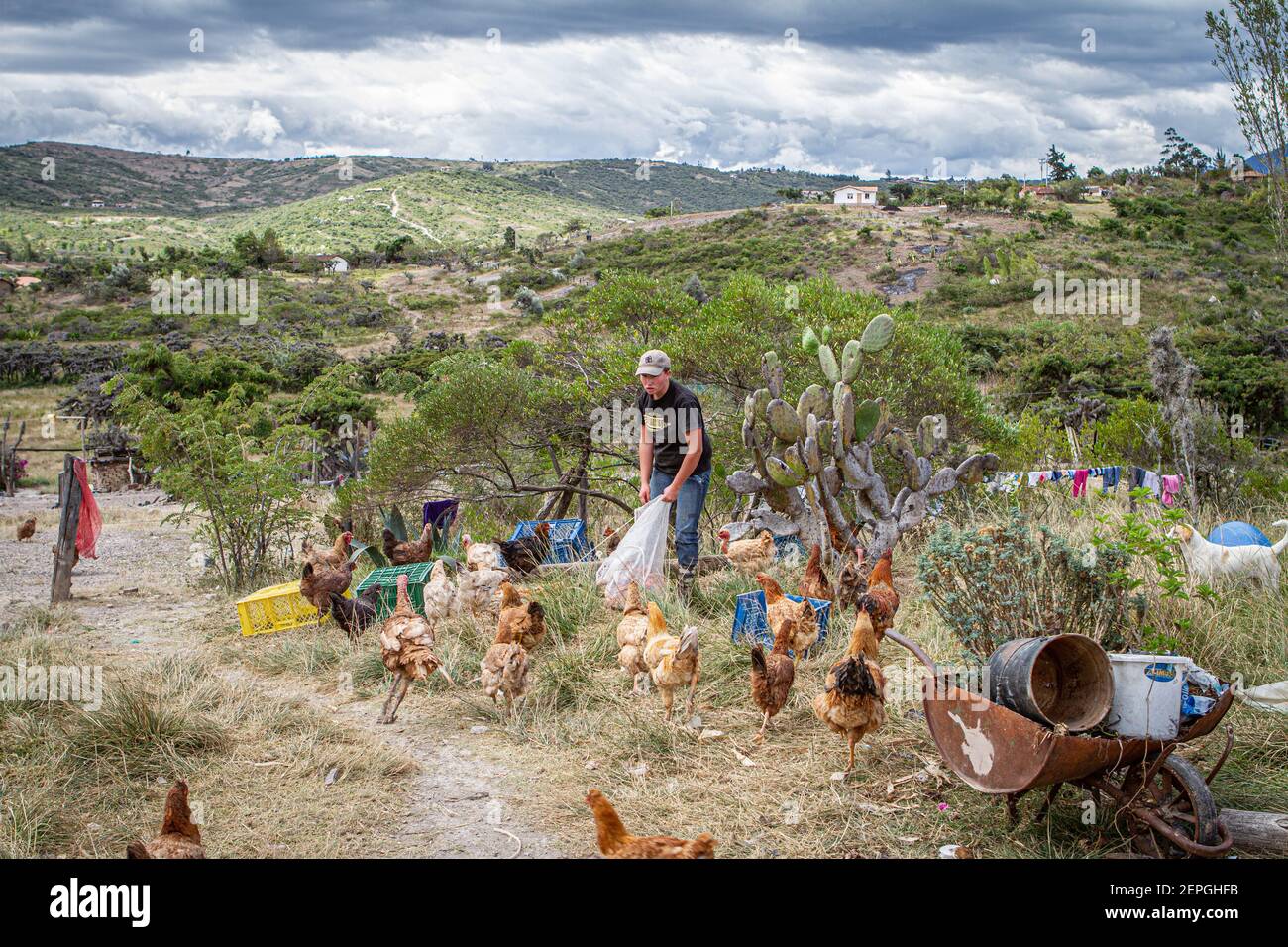 Colombian women chicken farmer. Feeding chickens.Villa de Leyva 500 ...