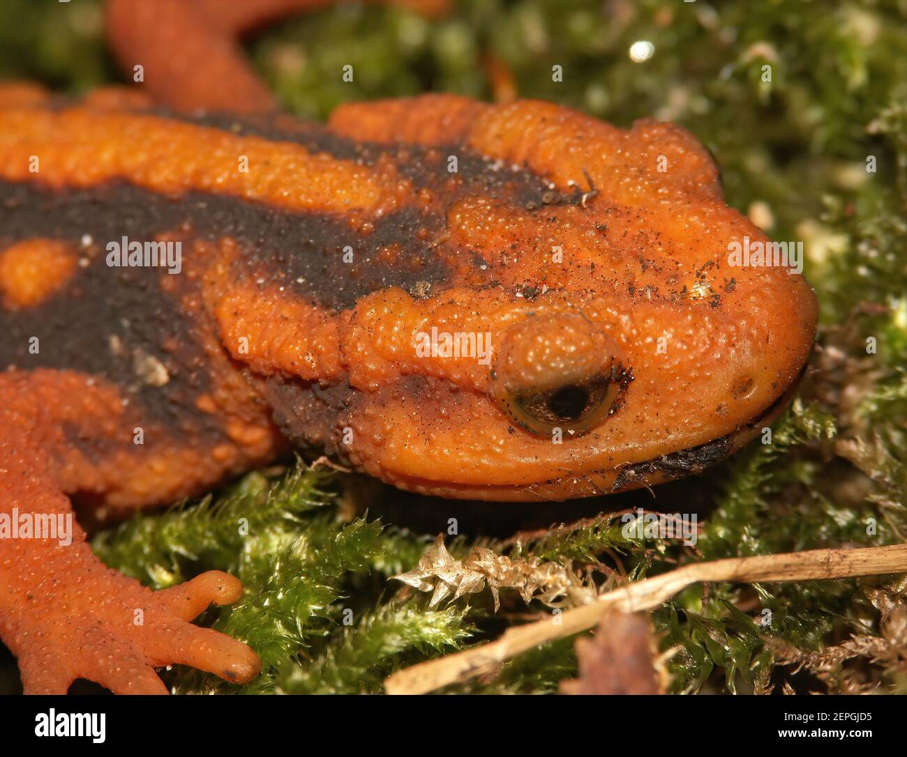Yunnan newt hi-res stock photography and images - Alamy
