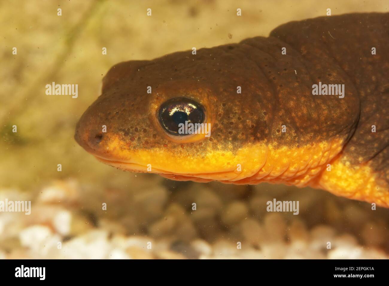 Crater lake newt hi-res stock photography and images - Alamy