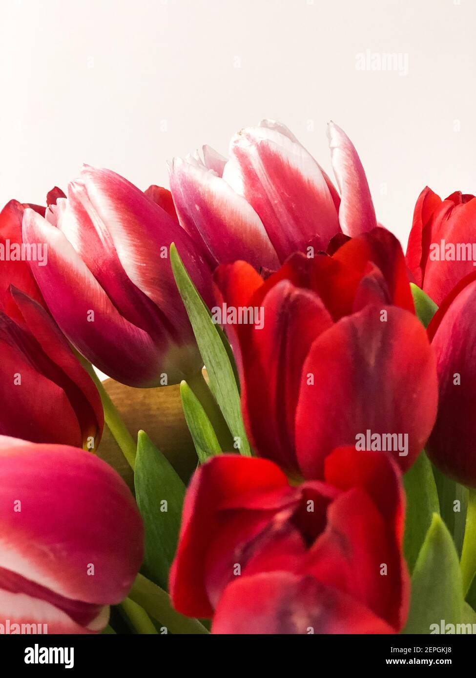 Close up bouquet of fresh Tulips isolated on white background Stock ...