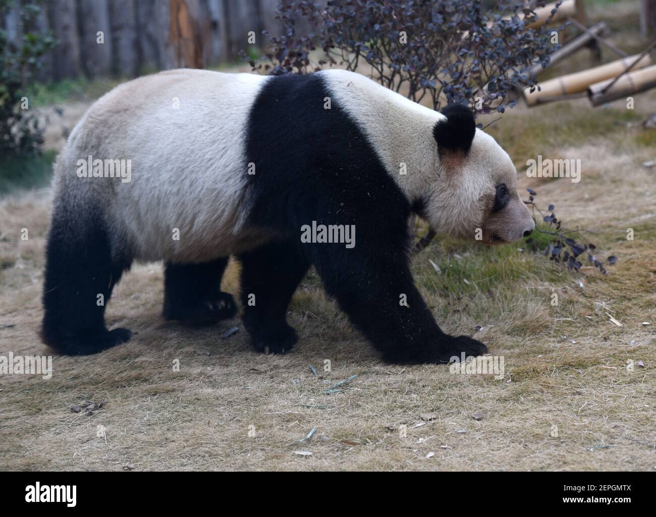 A giant panda wanders at Huai'an Zoo before returning to the Chengdu ...