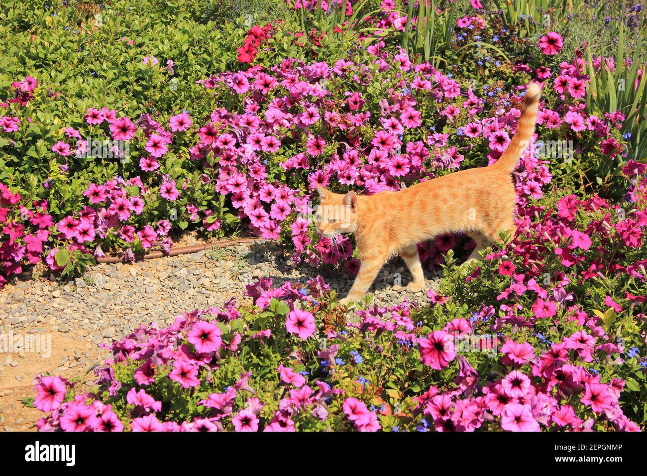 Cat between flowers hi-res stock photography and images - Alamy