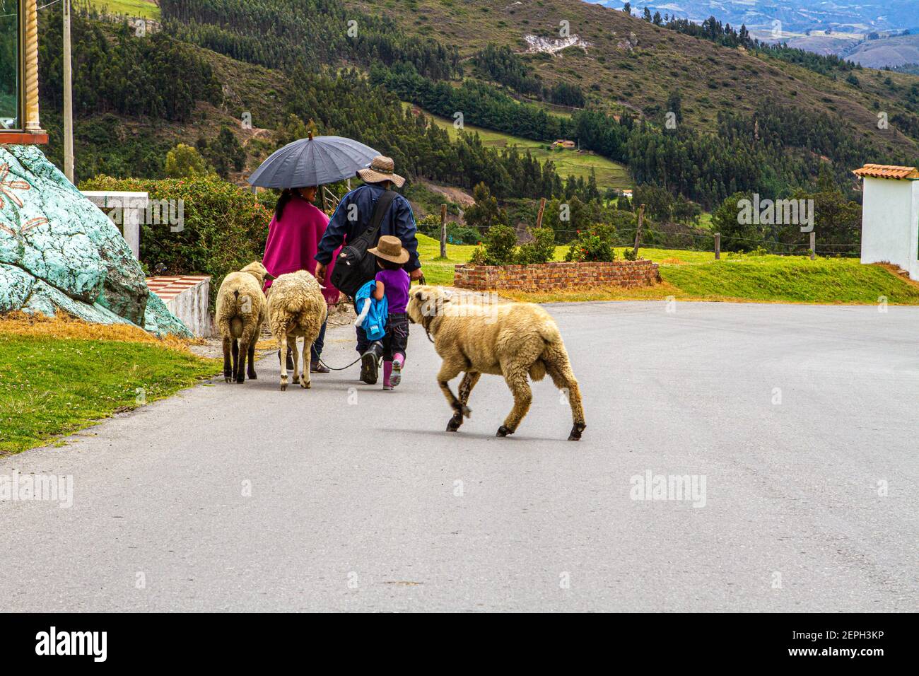 Colombian family,farmers ,sheep. traditional poncho, Ruana, umbrella ...