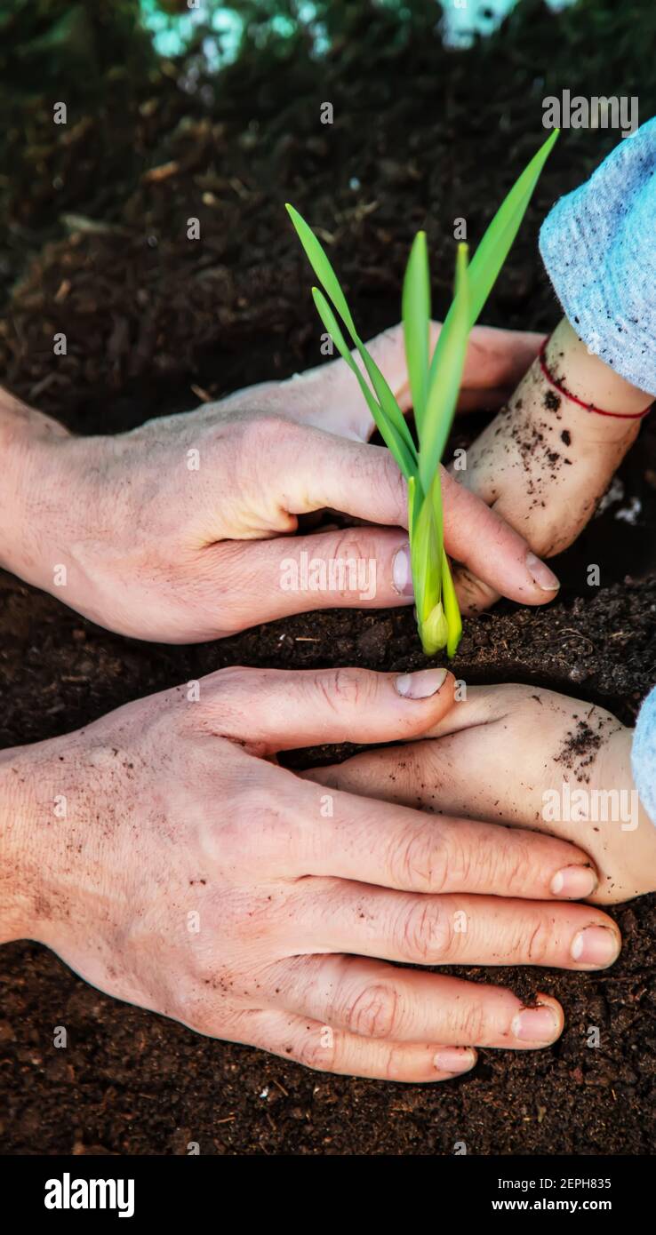 Child dad planting flowers hi-res stock photography and images - Alamy