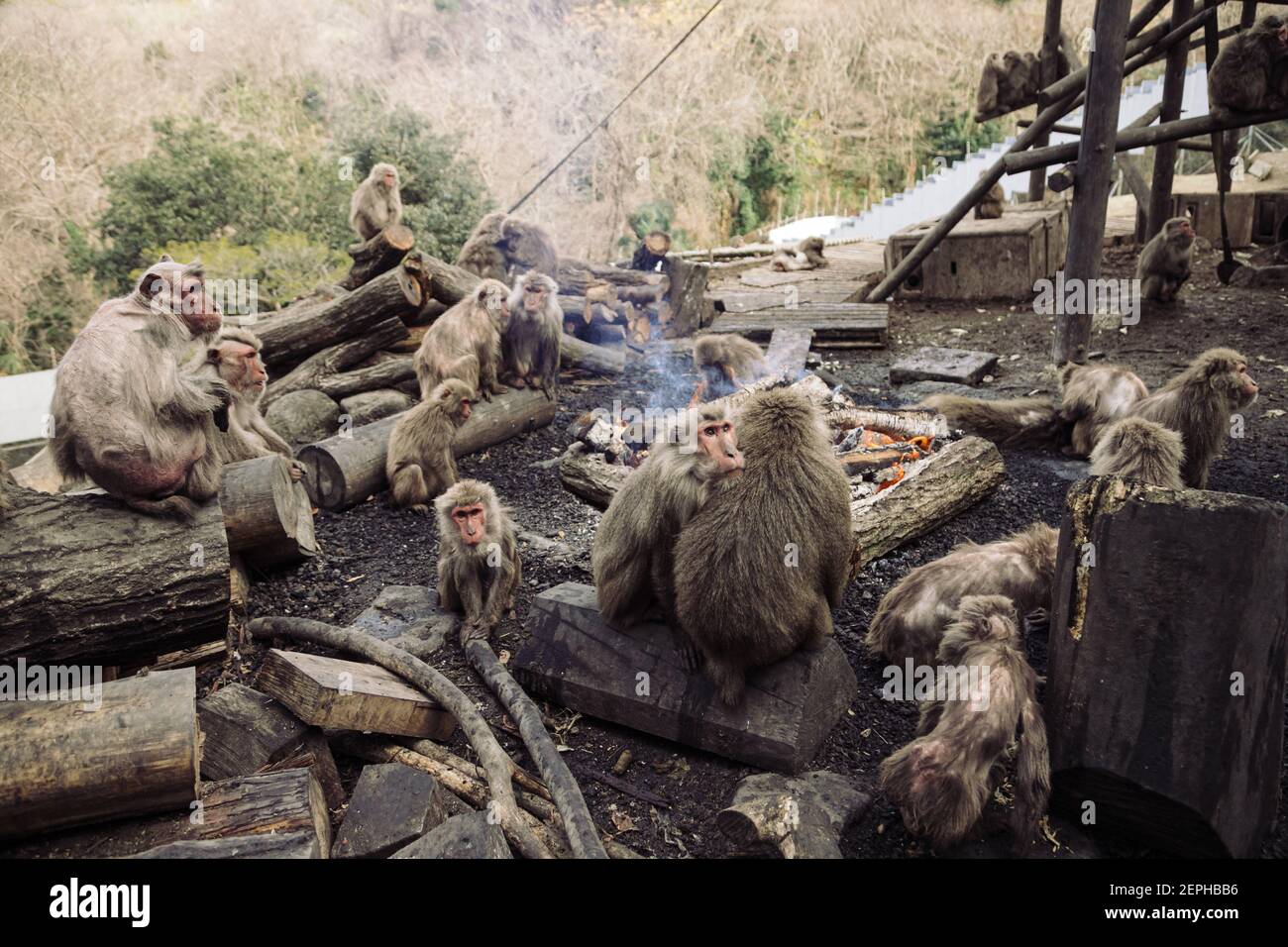Japanese Yaku macaque monkeys sit around a bonfire to keep themselves ...