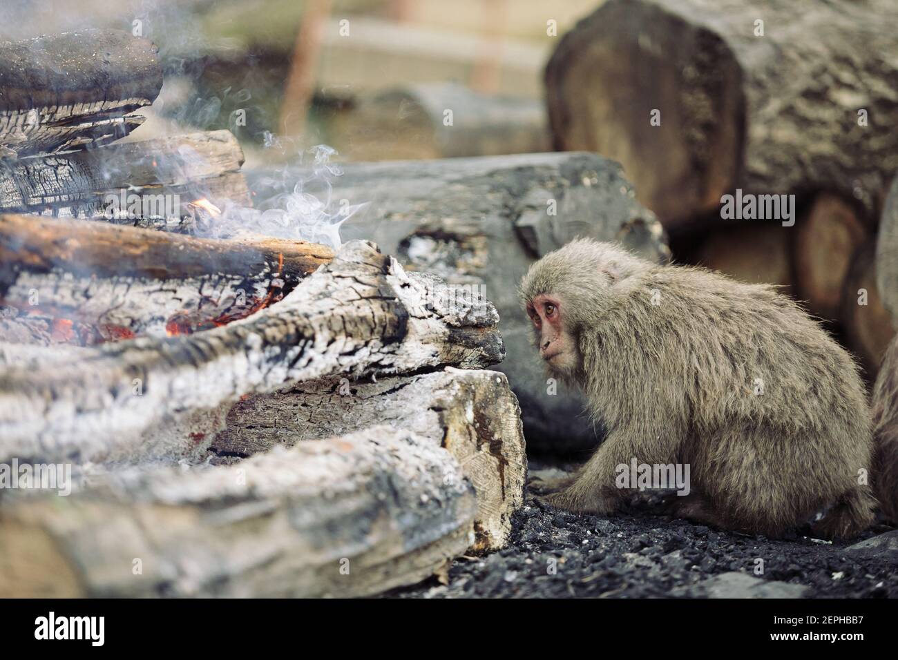 A Japanese Yaku macaque monkey next to a bonfire to keep itself warm at ...