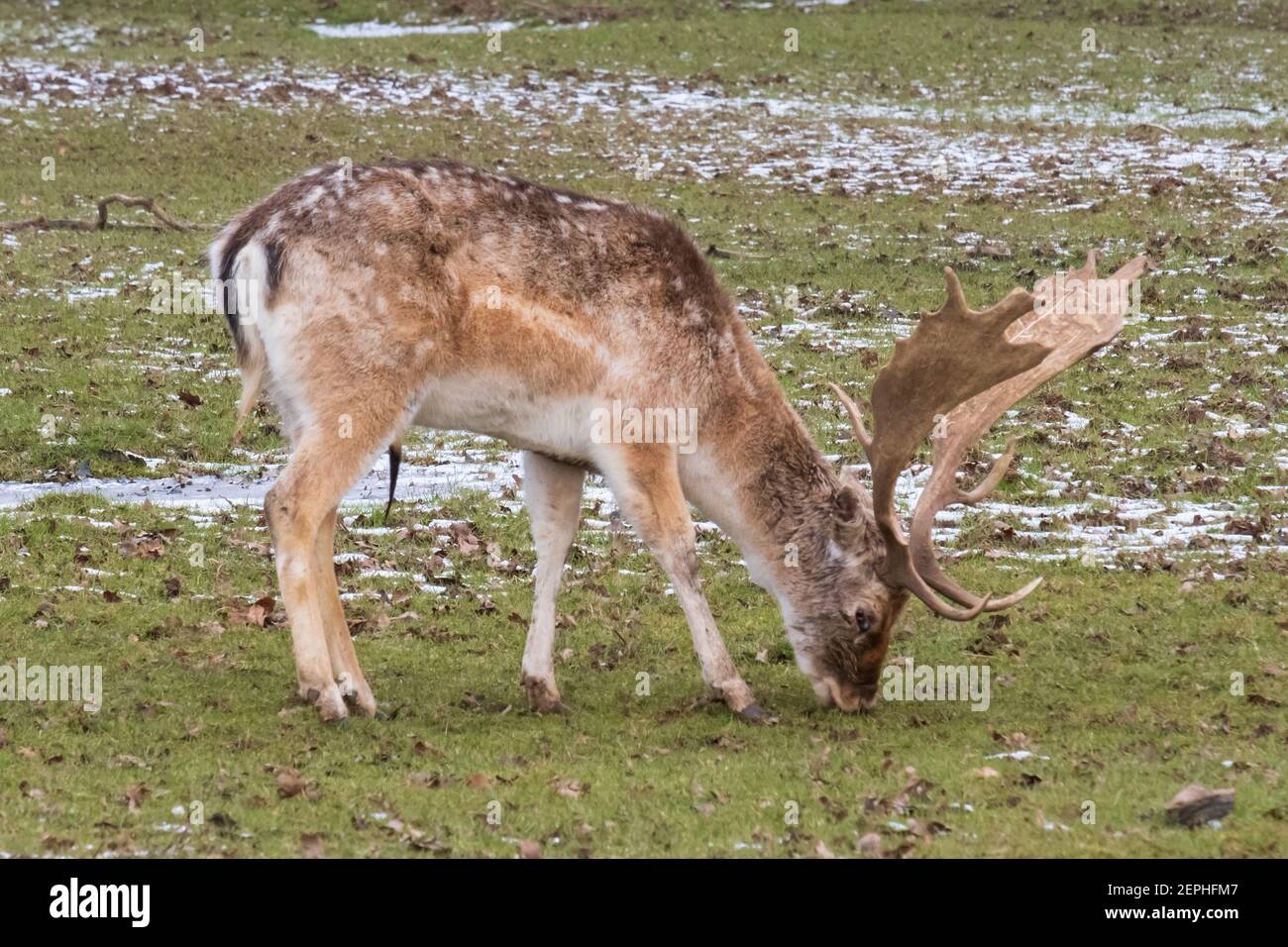 Black inverted horseshoe shape on rump hi-res stock photography and ...
