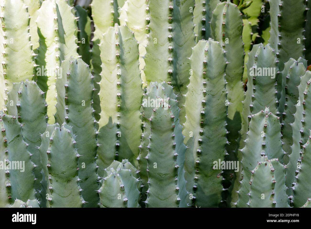 Resin Spurge AKA African Spurge Stock Photo - Alamy