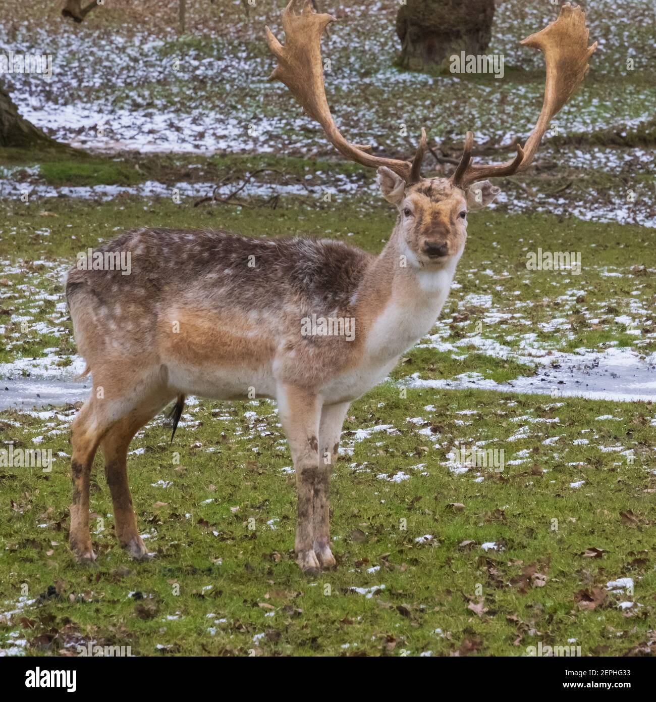 Fallow Deer Stag: Being watched! Fallow deer stag on lookout duty on a ...