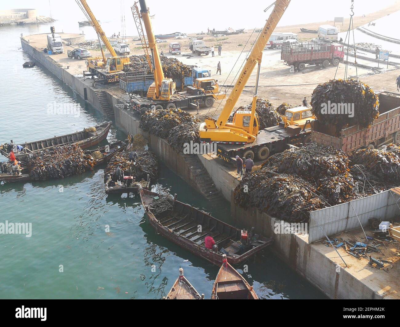An aerial view of ships and cranes transporting harvested seaweeds ...