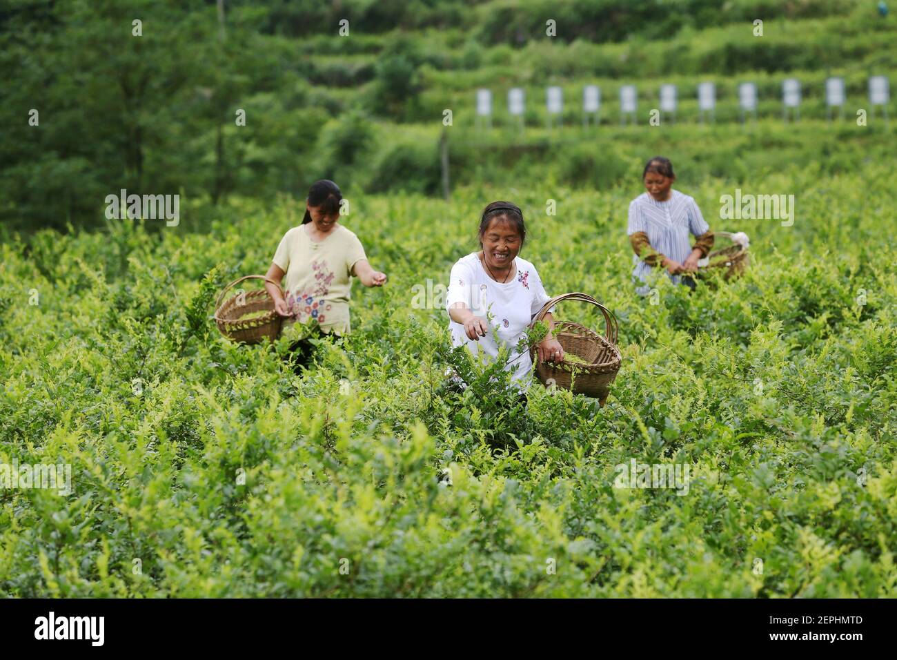 --FILE--Local tea growers pick tea at a tea garden which used to be a ...