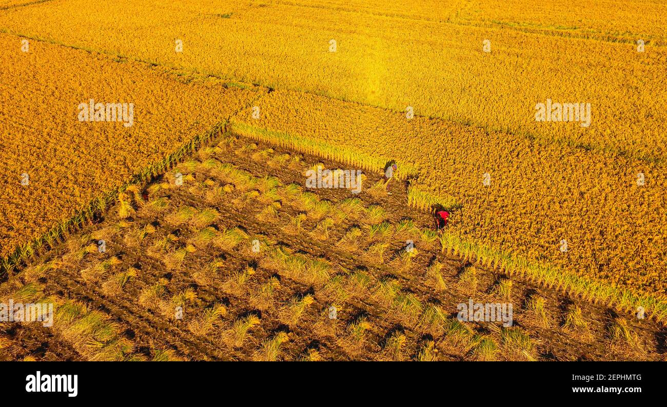 --FILE--An aerial view of local farmers harvesting ripe rice in the ...