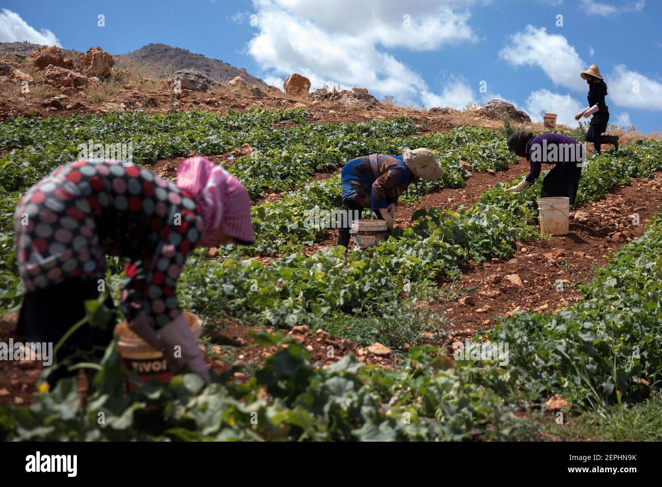 Women with buckets picking cucumber at a farm. Syrian refugees fleeing ...