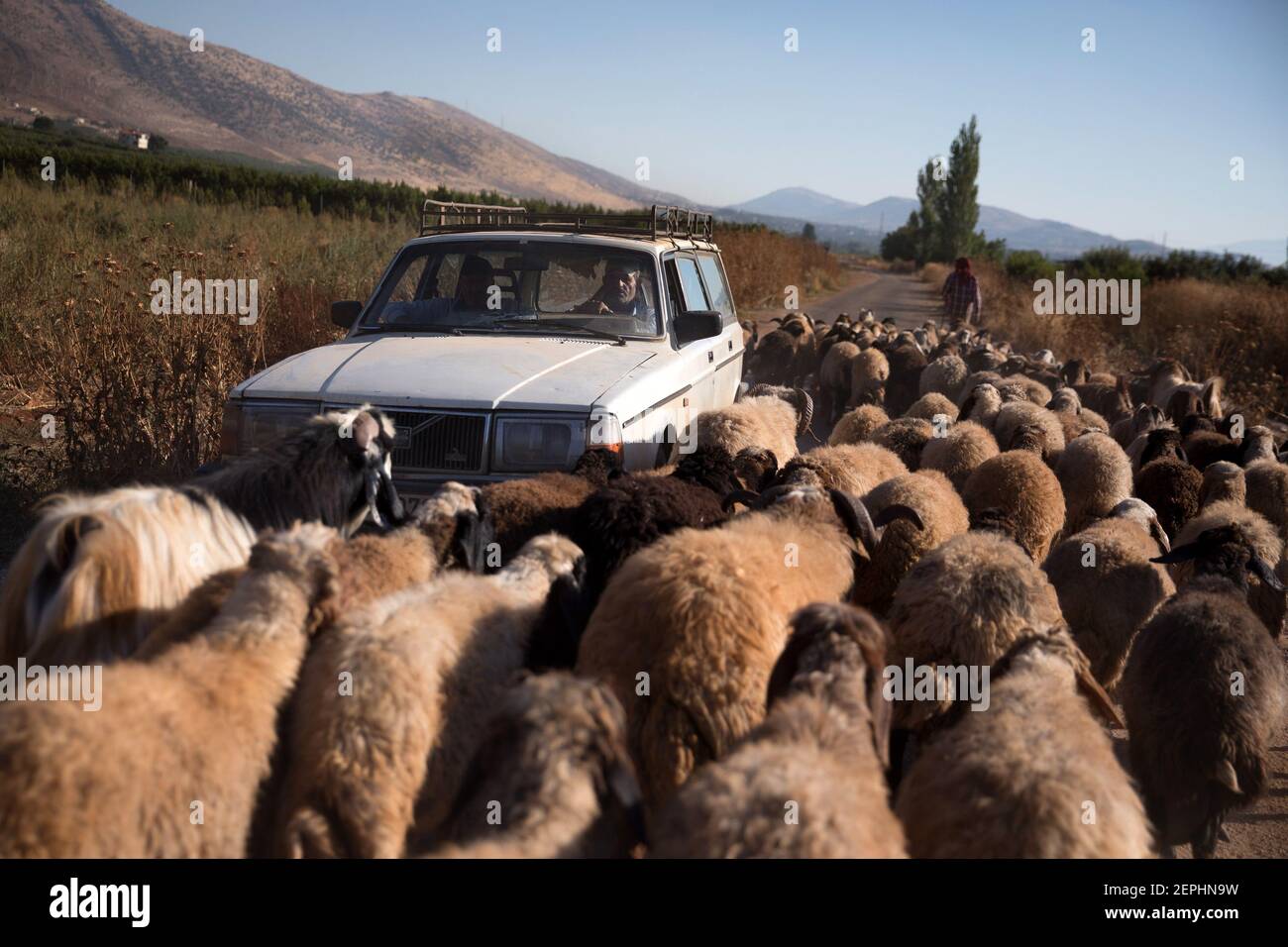 A flock of sheep at a farm. Syrian refugees fleeing from war work on ...