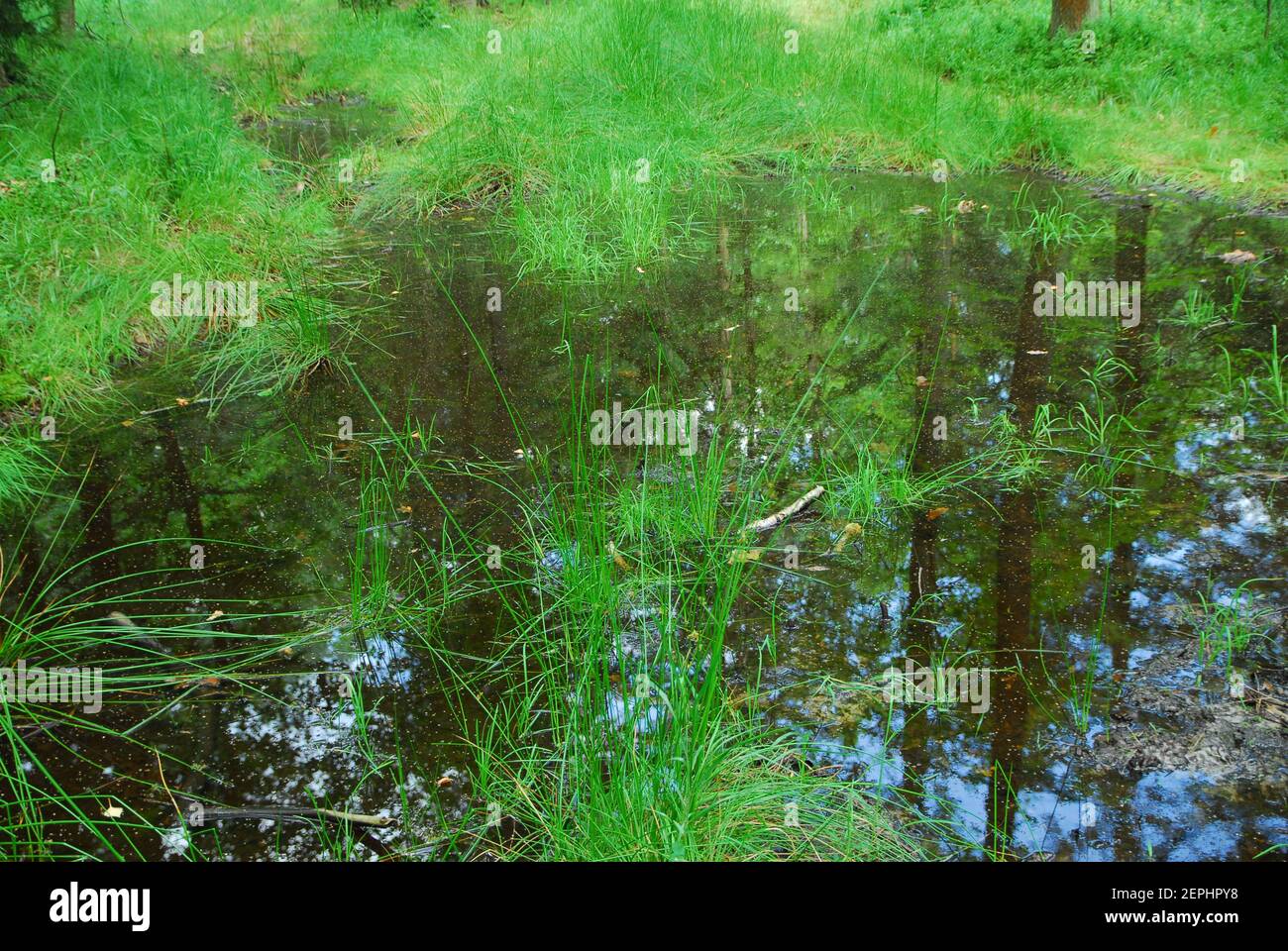 Forest river, green forest, forest grass, grass Stock Photo - Alamy