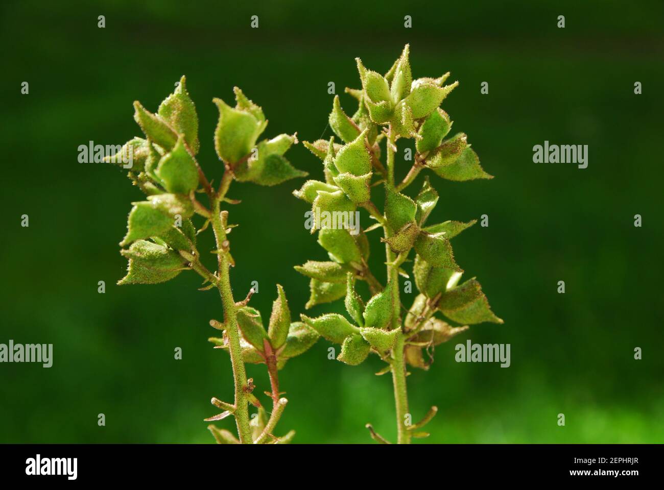 Burning bush Moses,seed capsule, dictamnus albus Stock Photo - Alamy