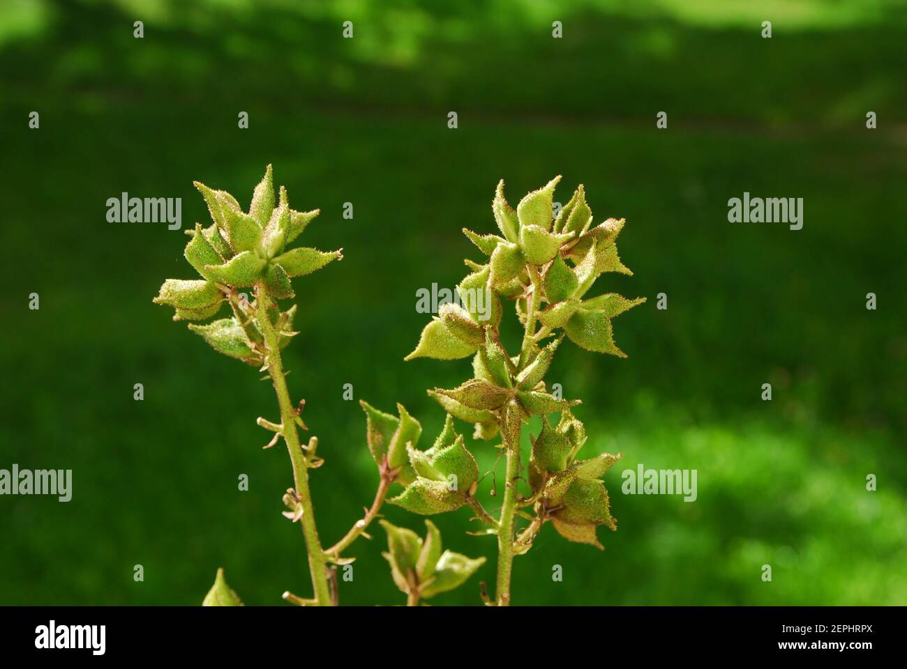 Burning bush Moses, seed capsule, dictamnus albus Stock Photo - Alamy