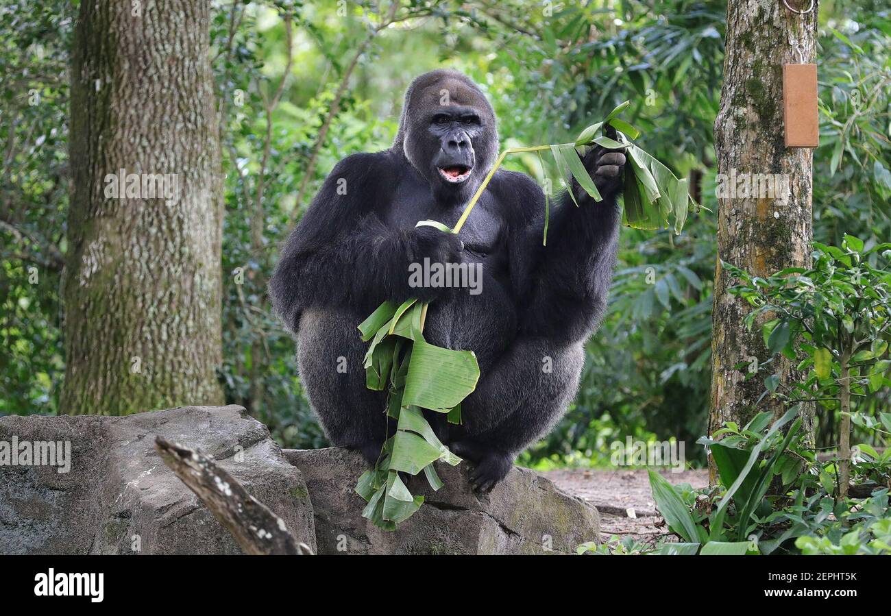 Gino, the patriarch of the western lowland gorilla troop, might be ...