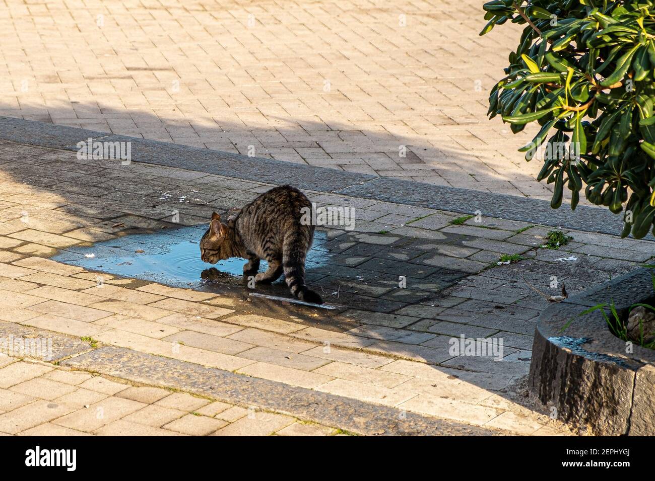 Cat drinking water from puddle hi-res stock photography and images - Alamy