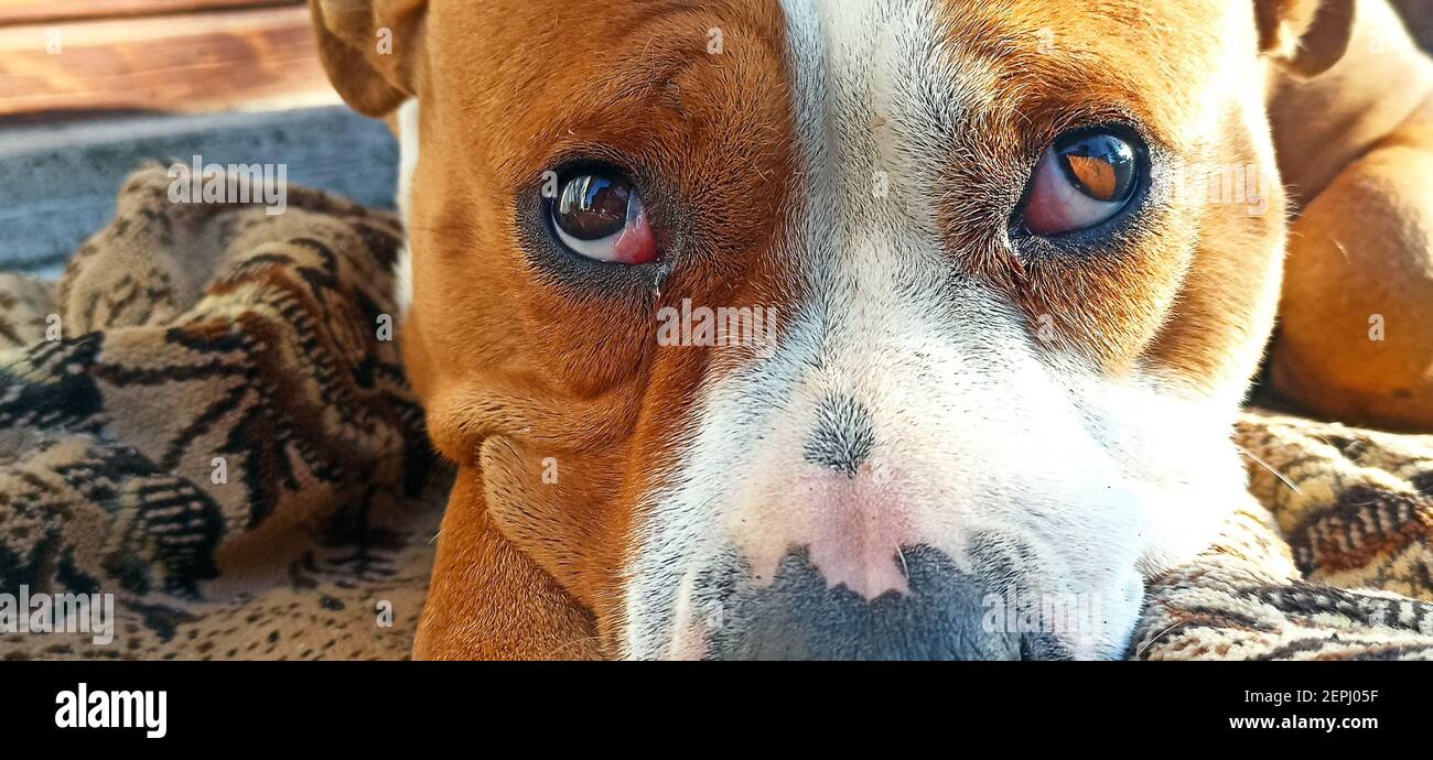 Aggressive Staffordshire Bull Terrier High Resolution Stock Photography ...