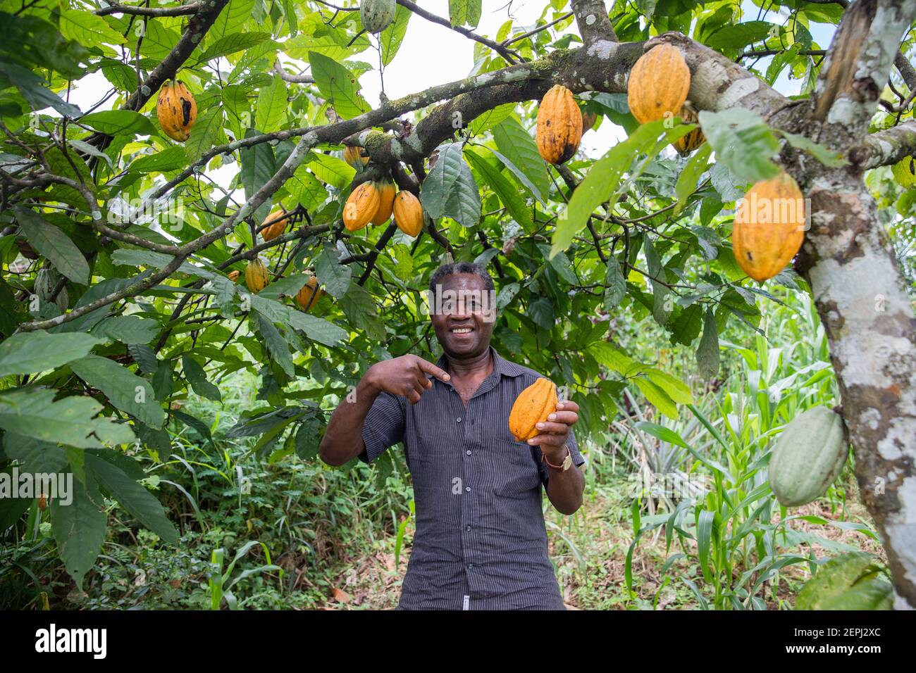 Cocoa plantation hi-res stock photography and images - Alamy