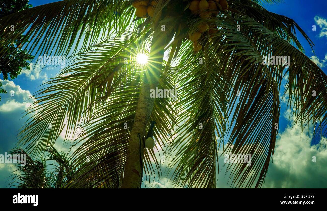 backlit palm tree under a vivid blue sky with sun flare within tree ...