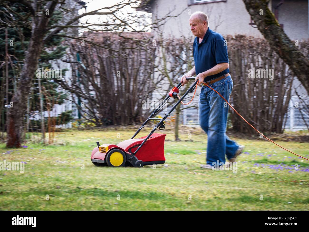 Senior man verticutting lawn at spring. Old gardener cultivated grass ...