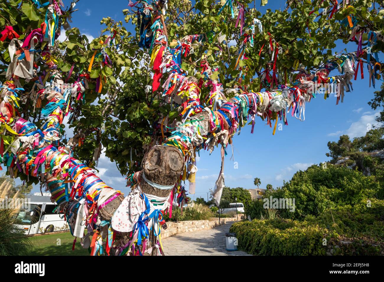 Tree with colored ribbons of wishes in the Protaras, Republic of Cyprus ...