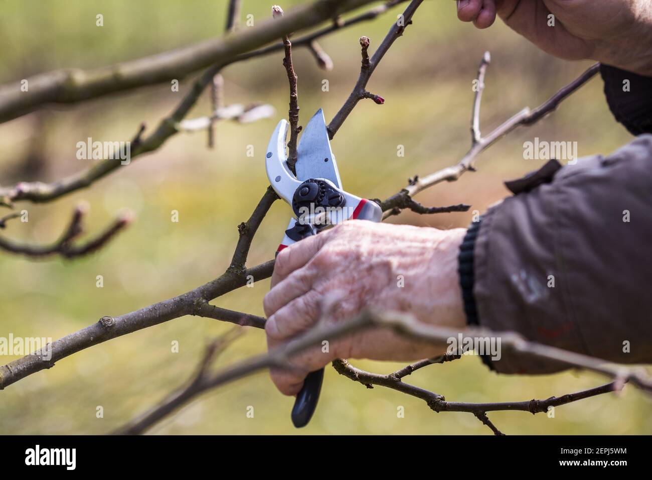Pruning tree in garden. Farmer cutting twig of apple tree with ...