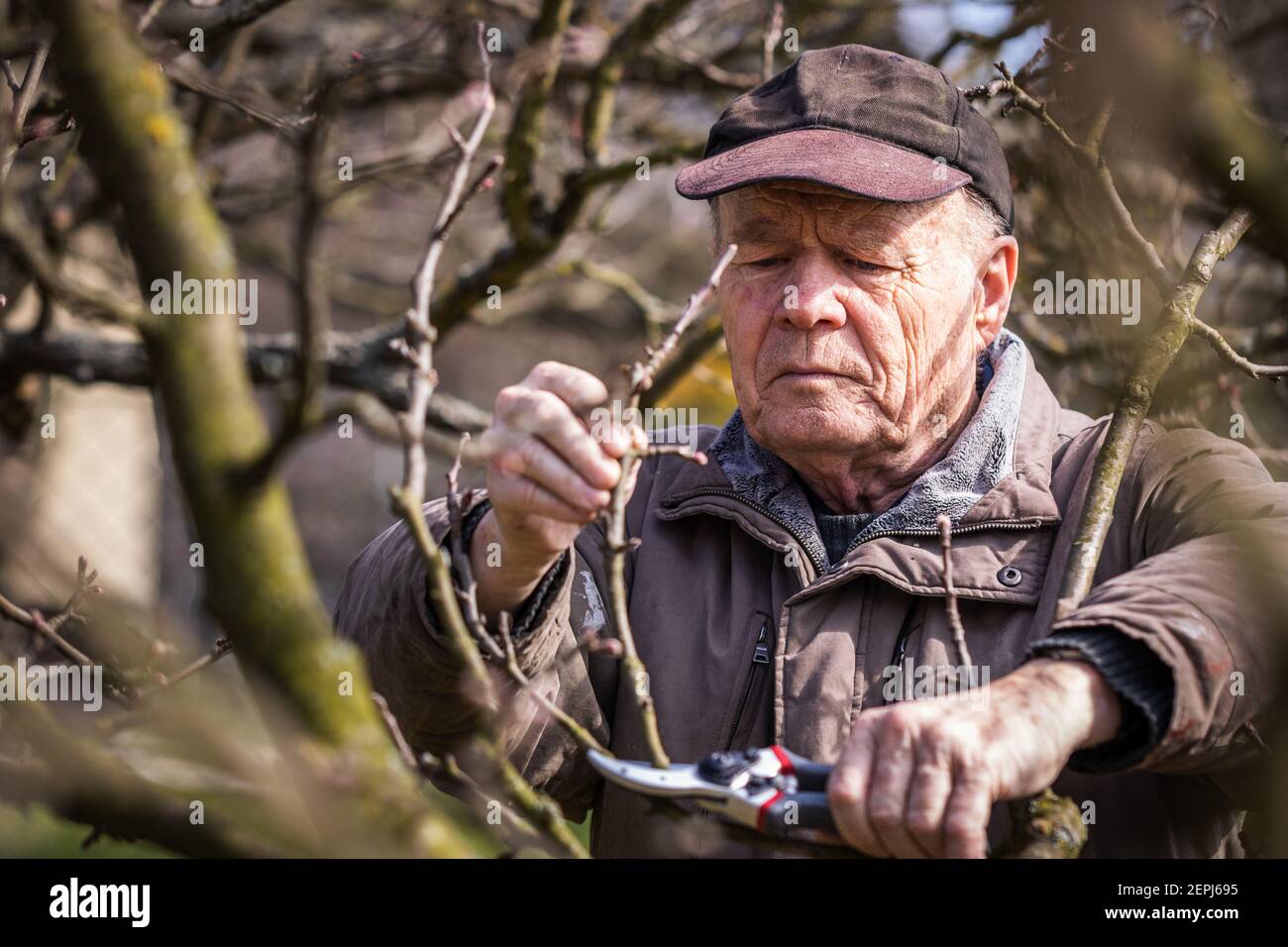 Man pruning tree hi-res stock photography and images - Alamy