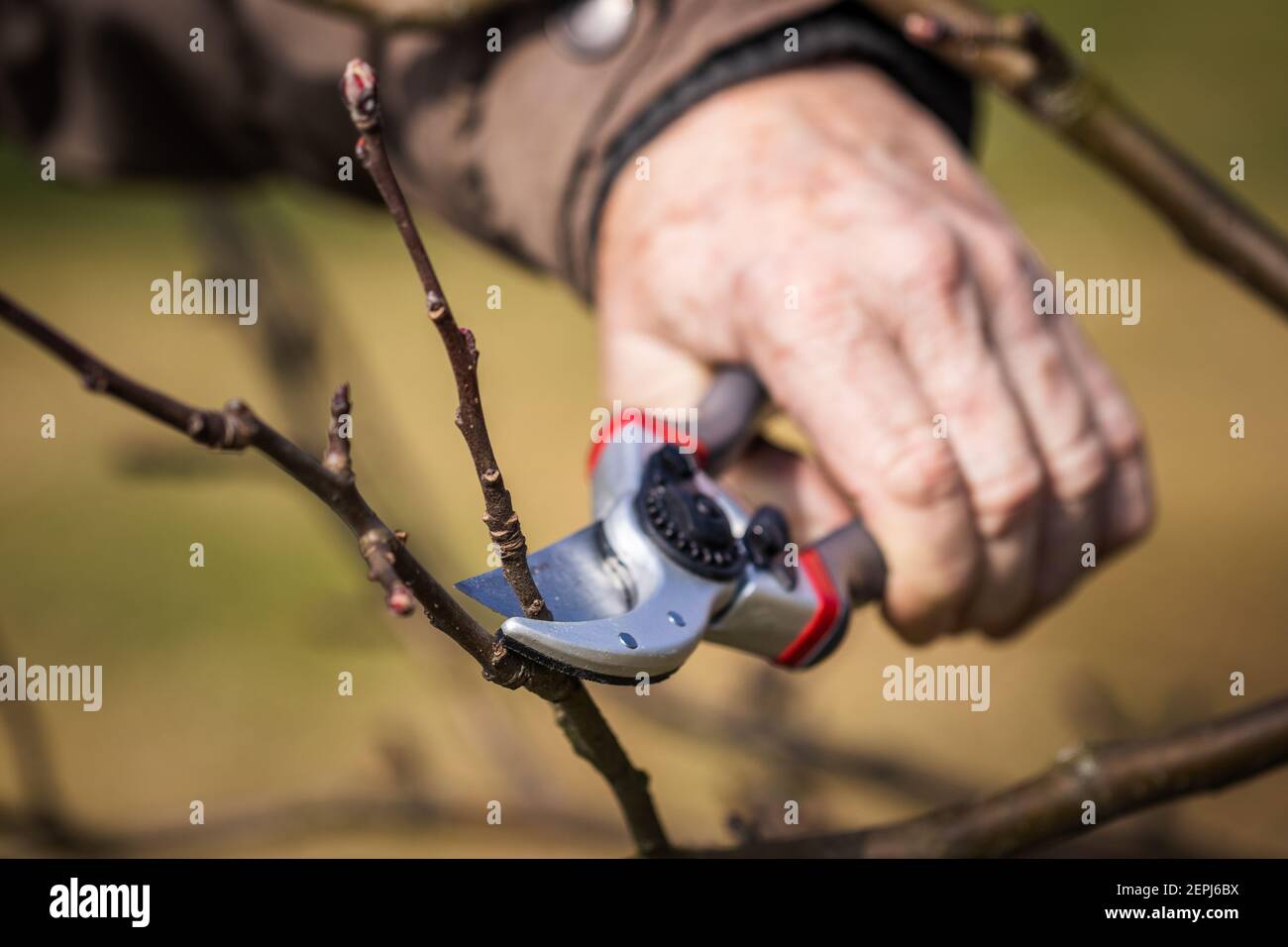 Pruning tree, gardening at spring. Close-up hand cutting twig of apple ...