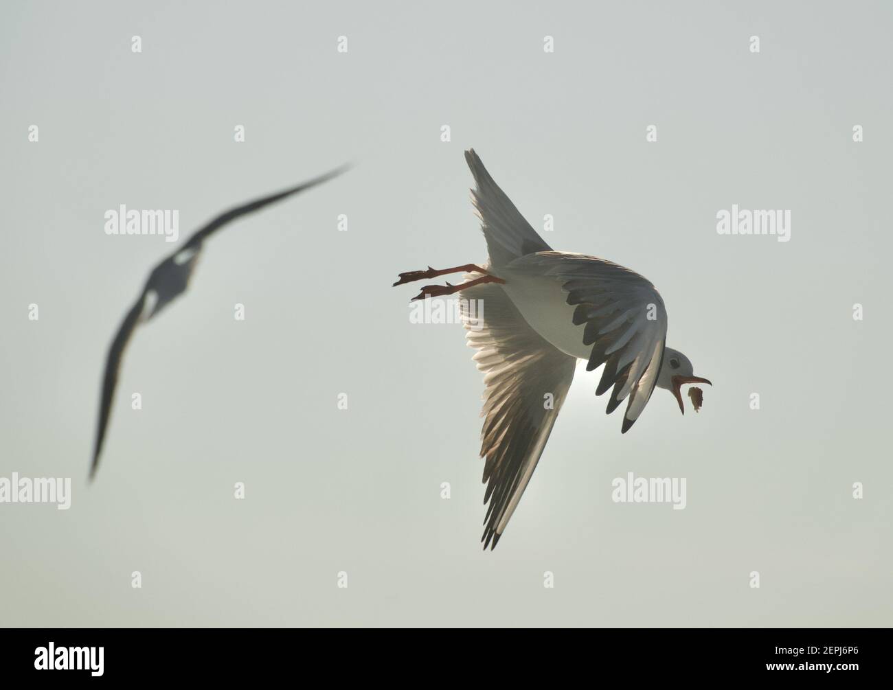 Tussling hi-res stock photography and images - Alamy