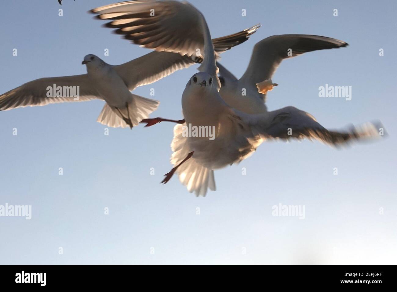 Tussling hi-res stock photography and images - Alamy